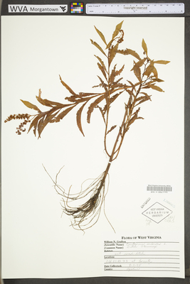 "Penthorum sedoides"